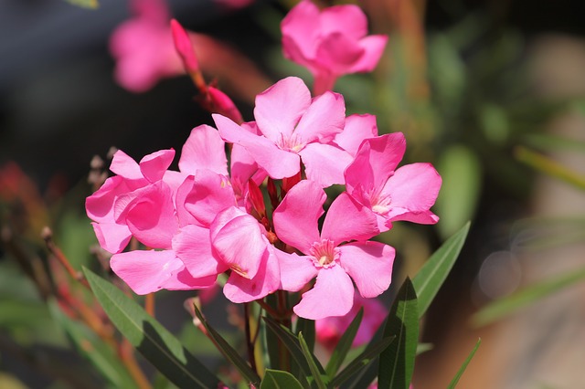 12 Indigenous Plant Species of Pakistan - ENVPK.COM