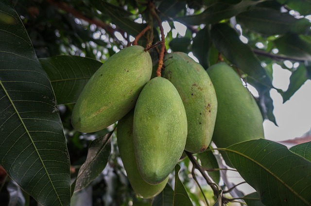 12 Indigenous Plant Species of Pakistan - ENVPK.COM