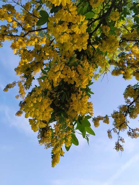 12 Indigenous Plant Species of Pakistan - ENVPK.COM