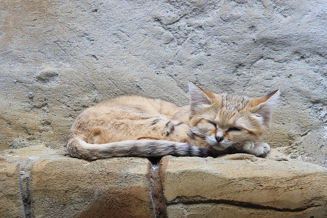 Endangered and Critically Endangered Animals of Pakistan