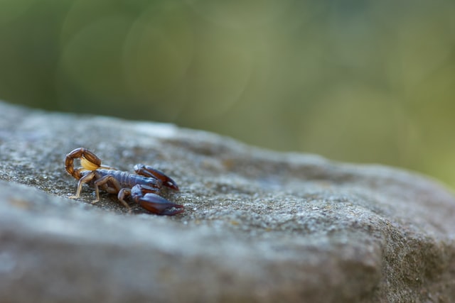 12 Indigenous Animal Species of Pakistan