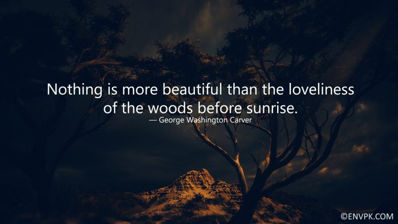 15 Amazing Quote Wallpaper Pictures about Trees and Forests