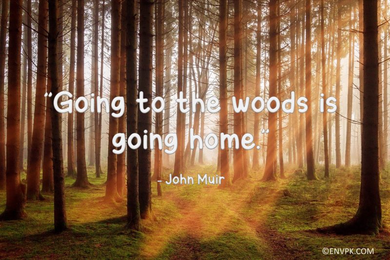 15 Amazing Quote Wallpaper Pictures about Trees and Forests