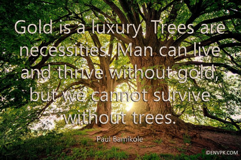 15 Amazing Quote Wallpaper Pictures about Trees and Forests