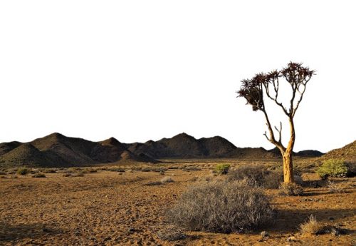 Desertification - Causes, Effects, and Solutions