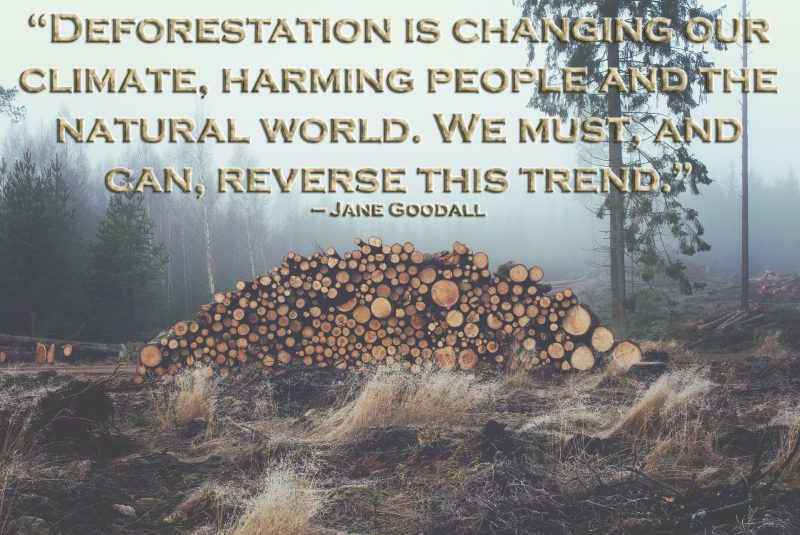 14 Quotes Wallpapers About Environment and its Degradation