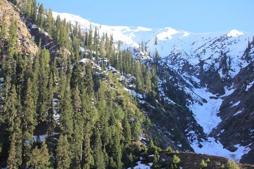 Coniferous (Taiga or Boreal) Forest of Pakistan - Climatic Biome