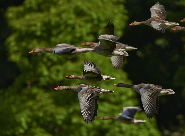 Migratory Birds and Flyways of Pakistan – Location, Seasons