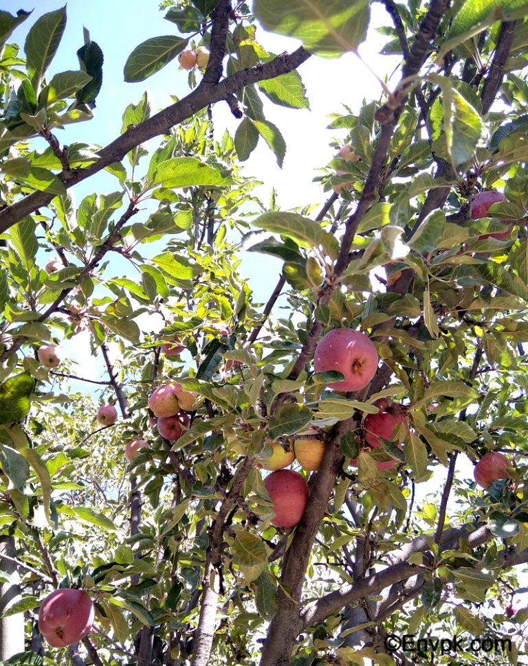 Plants of Pakistan With Names and Pictures - Pakistani Flora