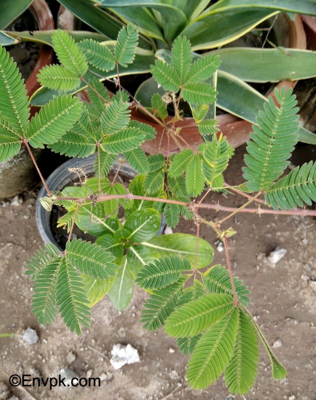 Plants of Pakistan With Names and Pictures - Pakistani Flora