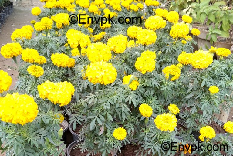 Plants of Pakistan With Names and Pictures - Pakistani Flora