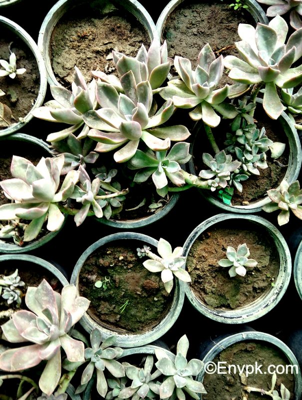 Plants of Pakistan With Names and Pictures - Pakistani Flora