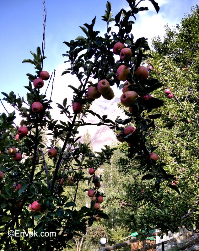 Plants of Pakistan With Names and Pictures - Pakistani Flora