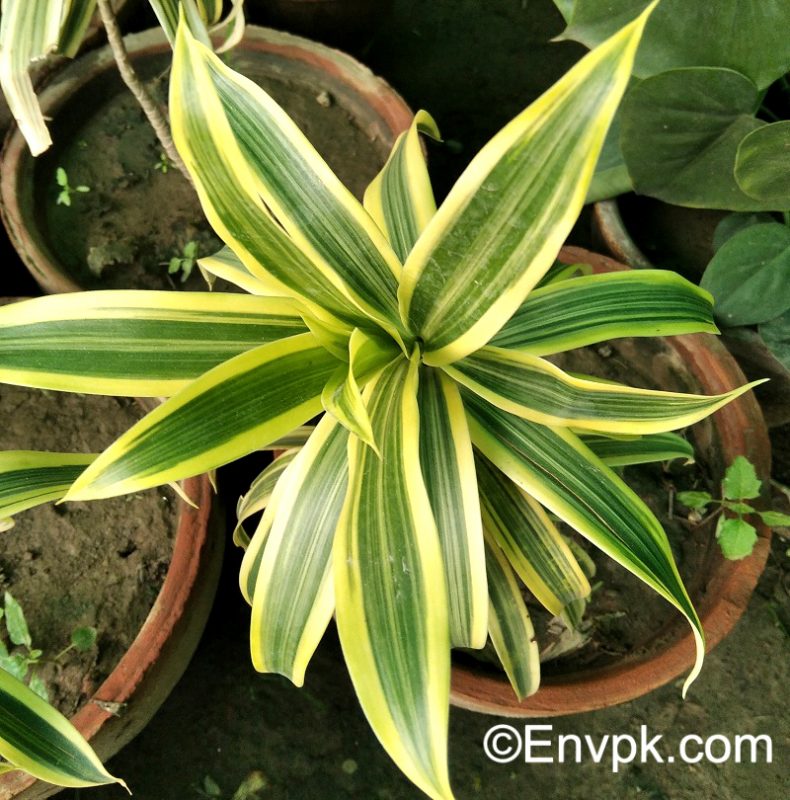 Plants of Pakistan With Names and Pictures - Pakistani Flora