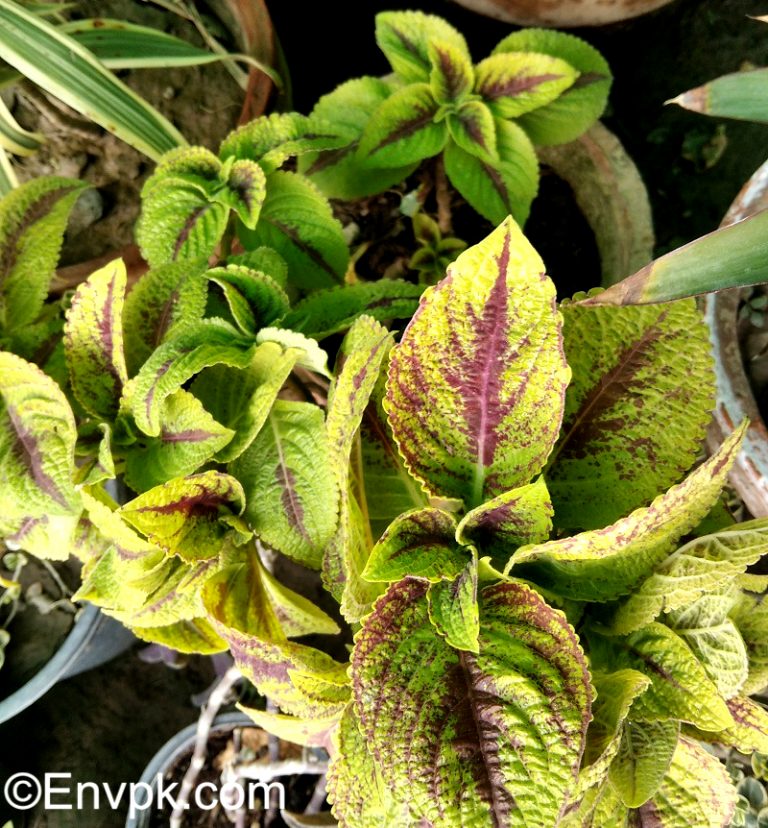 Plants of Pakistan With Names and Pictures - Pakistani Flora