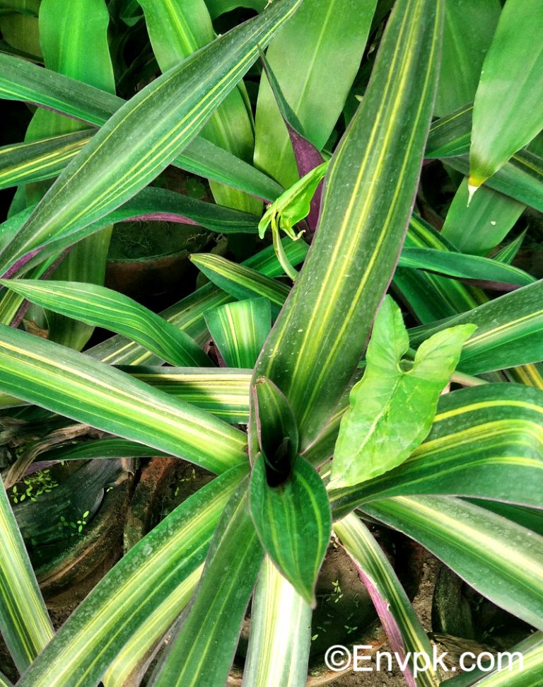 Plants of Pakistan With Names and Pictures - Pakistani Flora