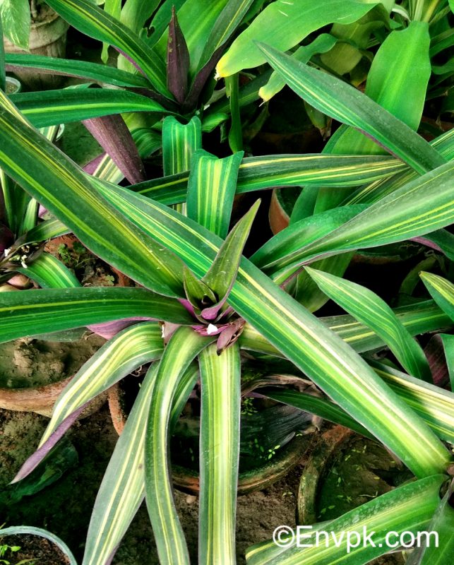 Plants of Pakistan With Names and Pictures - Pakistani Flora