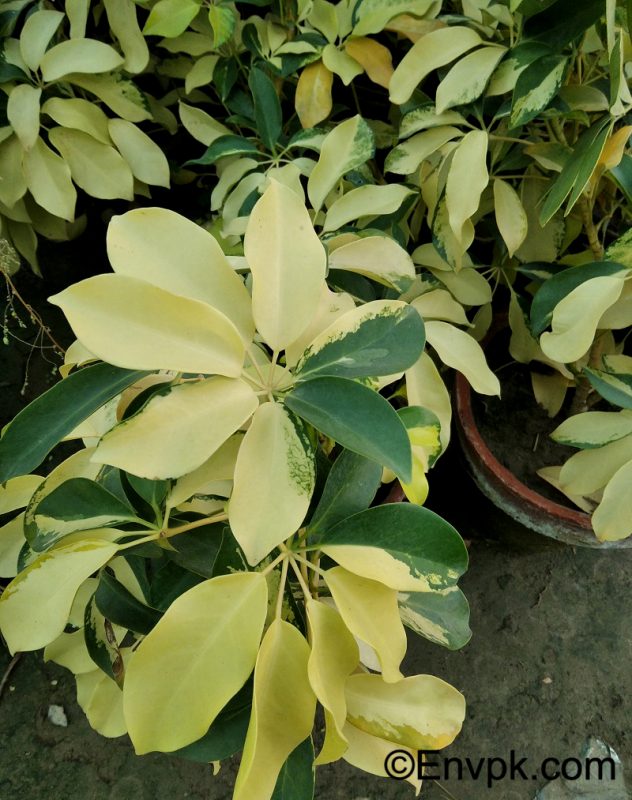 Plants of Pakistan With Names and Pictures - Pakistani Flora