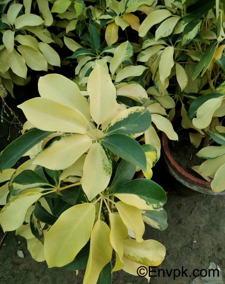 Plants of Pakistan With Names and Pictures - Pakistani Flora