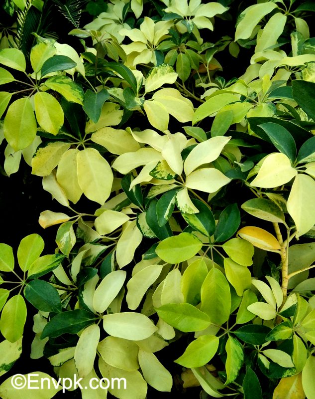 Plants of Pakistan With Names and Pictures - Pakistani Flora