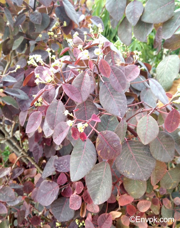 Plants of Pakistan With Names and Pictures - Pakistani Flora