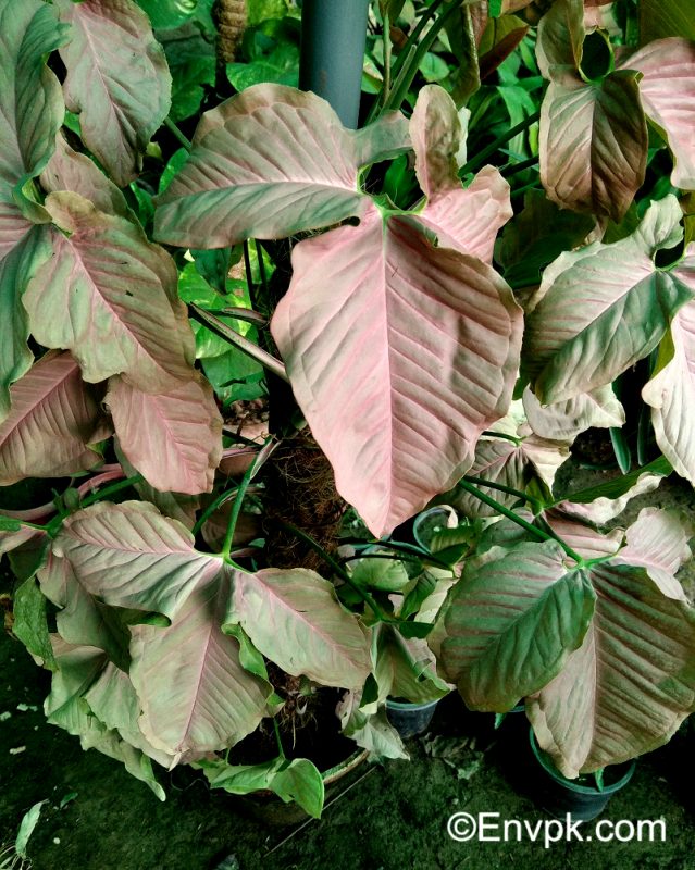 Plants of Pakistan With Names and Pictures - Pakistani Flora