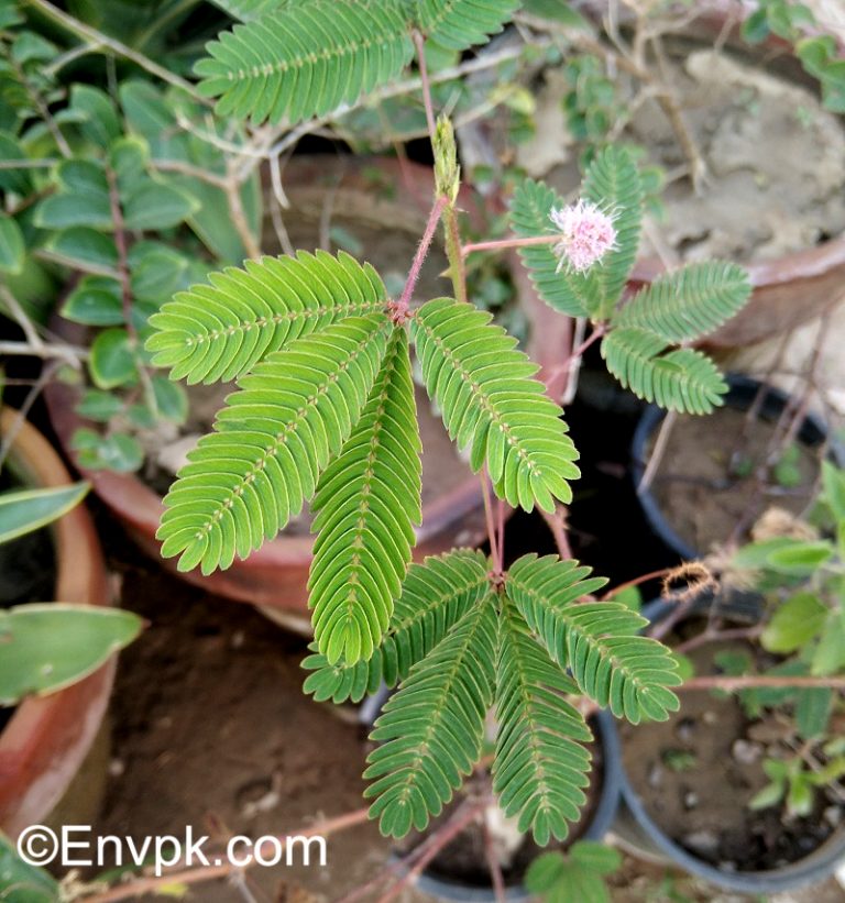 Plants of Pakistan With Names and Pictures - Pakistani Flora