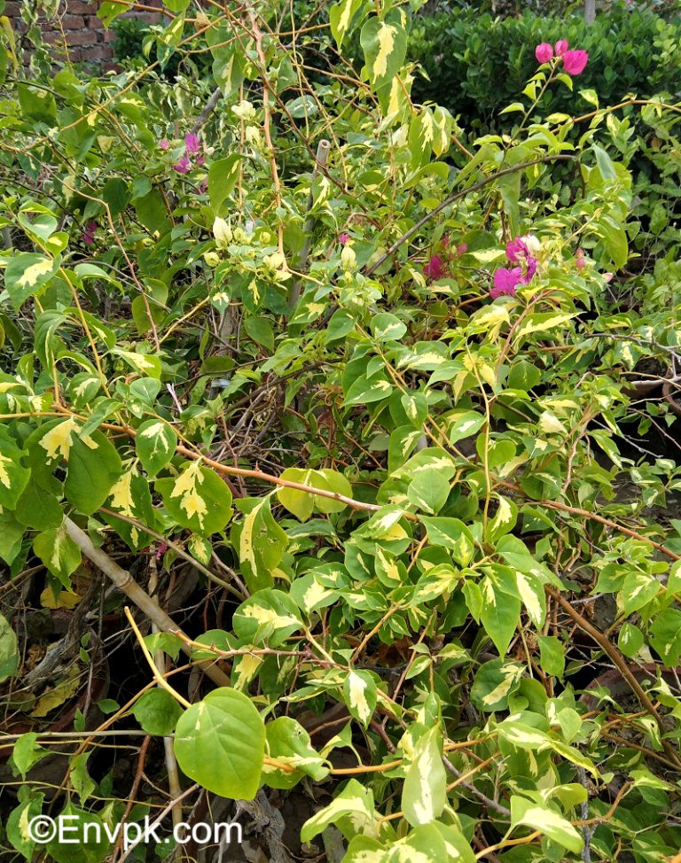 Plants of Pakistan With Names and Pictures - Pakistani Flora