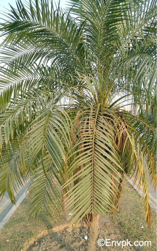 Plants of Pakistan With Names and Pictures - Pakistani Flora