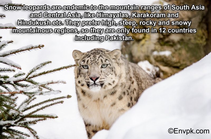 15 Interesting Cool Facts About Snow Leopards (In Pictures)