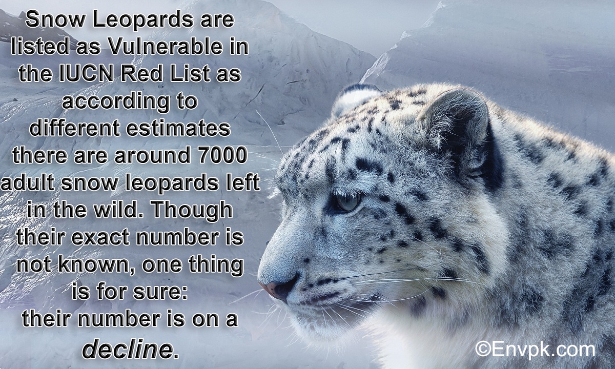 15 Interesting Cool Facts About Snow Leopards (In Pictures)