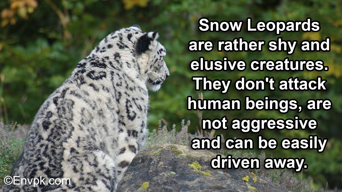 15 Interesting Cool Facts About Snow Leopards (In Pictures)