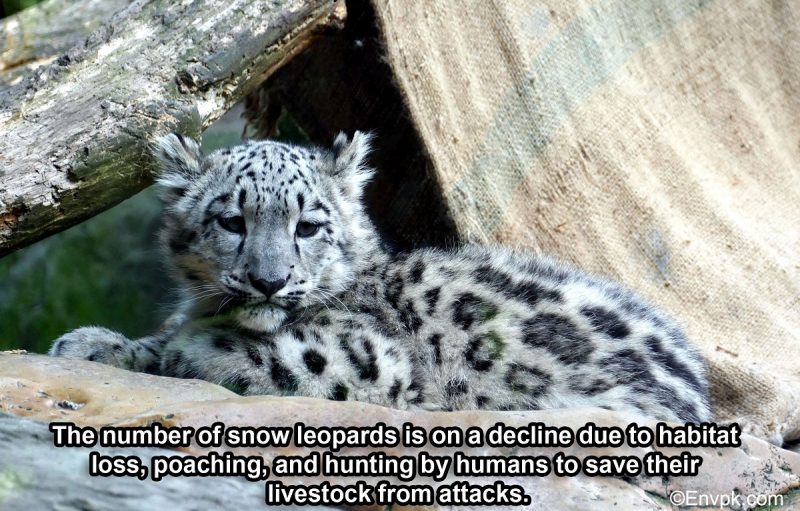 15 Interesting Cool Facts About Snow Leopards (In Pictures)