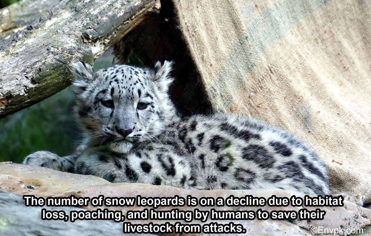 15 Interesting Cool Facts About Snow Leopards (In Pictures)