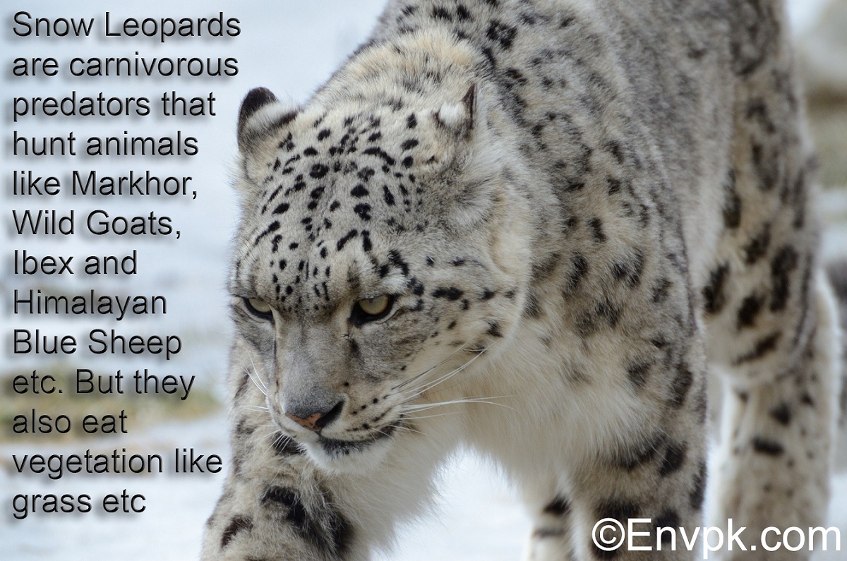15 Interesting Cool Facts About Snow Leopards (In Pictures)