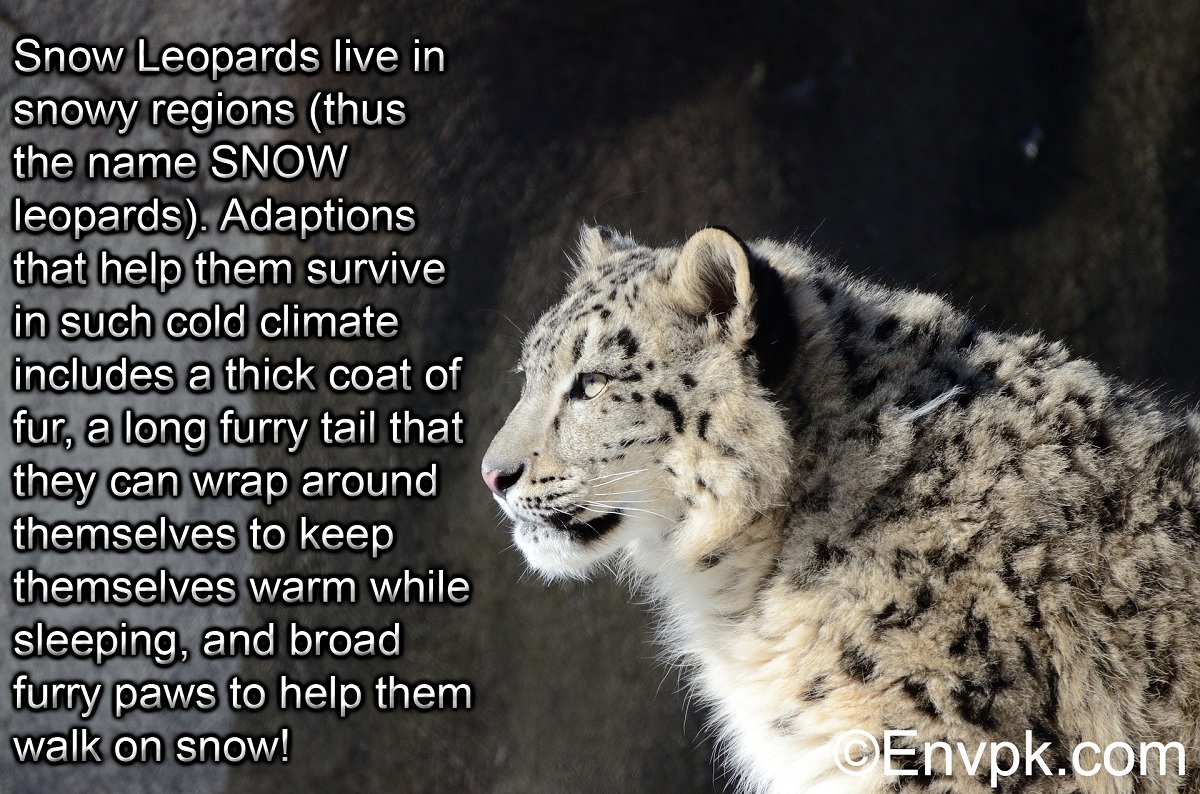 15 Interesting Cool Facts About Snow Leopards (In Pictures)