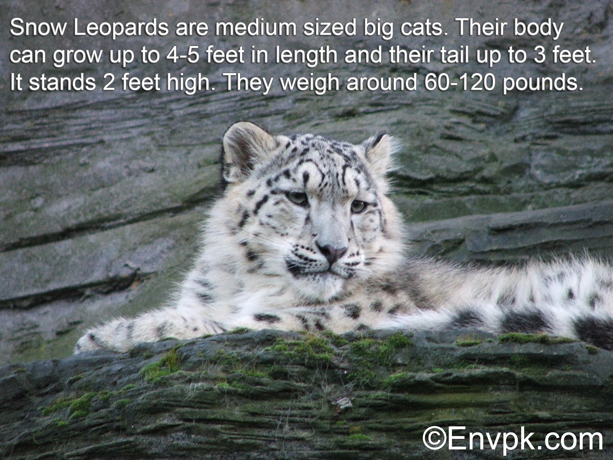15 Interesting Cool Facts About Snow Leopards (In Pictures)