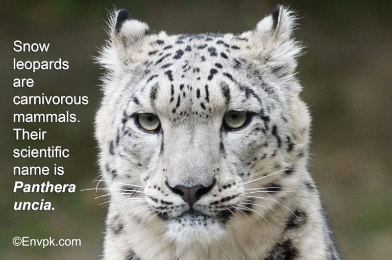 15 Interesting Cool Facts About Snow Leopards (In Pictures)