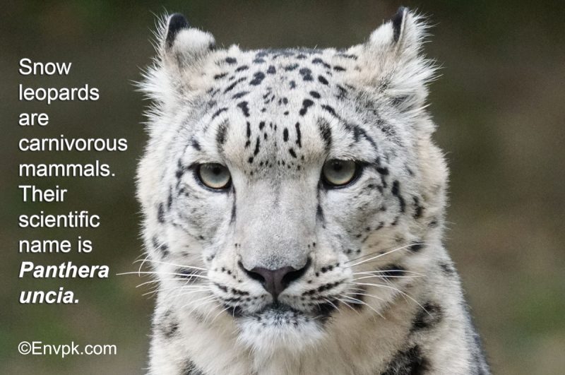 15 Interesting Cool Facts About Snow Leopards (In Pictures)