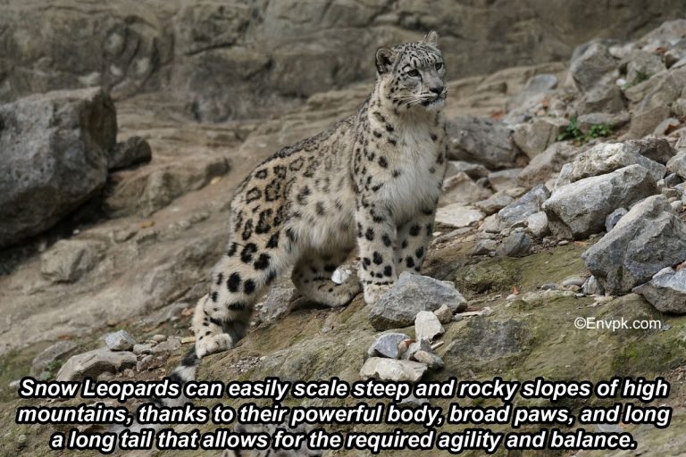 15 Interesting Cool Facts About Snow Leopards (In Pictures)
