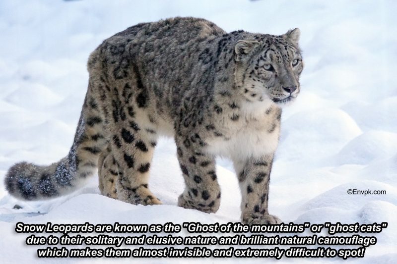 15 Interesting Cool Facts About Snow Leopards (In Pictures)