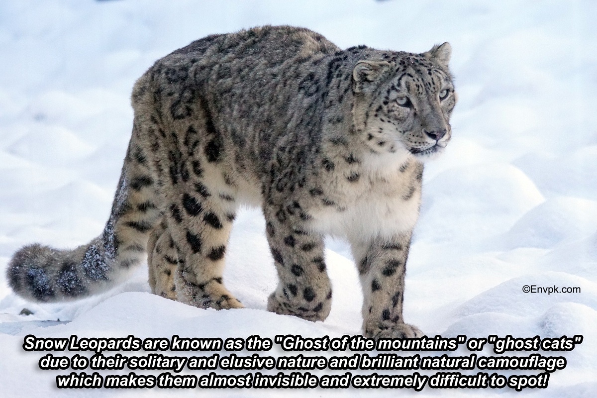 15 Interesting Cool Facts About Snow Leopards (In Pictures)
