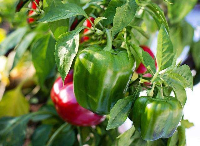 7 Easy Vegetables To Farm At Home In Pakistan - ENVPK.COM