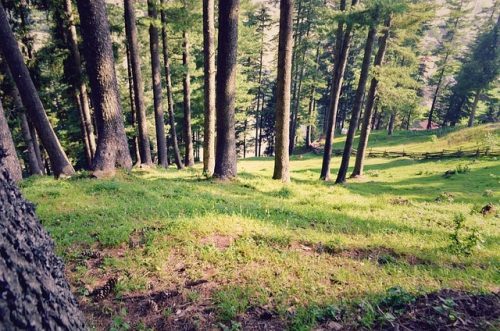 Tropical Thorn Forest Ecosystem of Pakistan -Climatic Biome