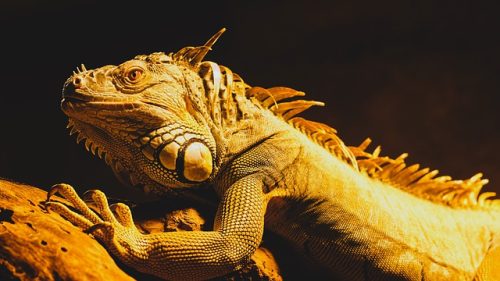 Measurement of Species Biodiversity – Methods and Techniques
