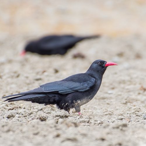 30 Beautiful Birds Of Pakistan Pictures – Bird Biodiversity