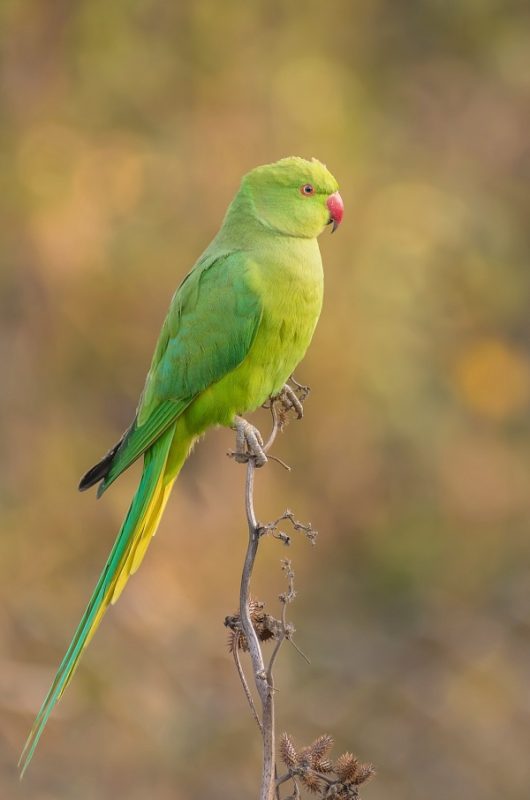 30 Beautiful Birds Of Pakistan Pictures – Bird Biodiversity