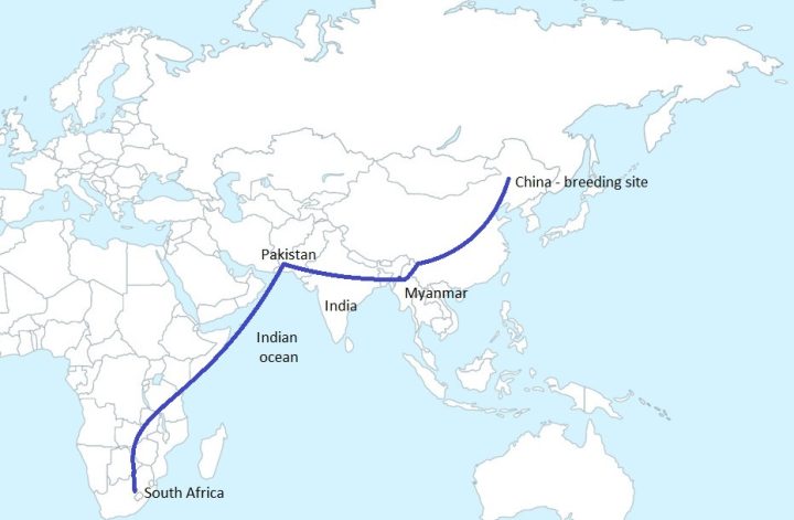 Tracing the Routes of Migratory Birds in Pakistan
