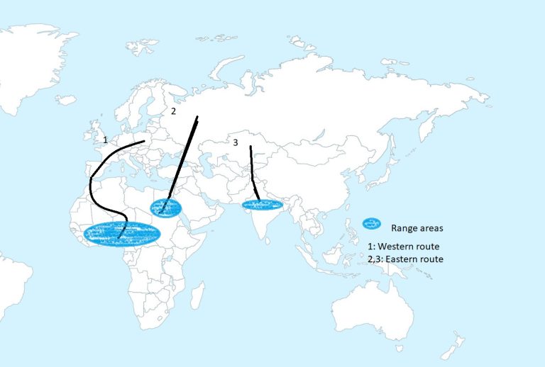 Tracing the Routes of Migratory Birds in Pakistan
