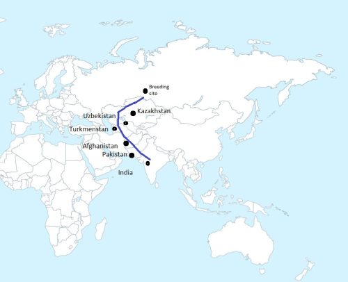 Tracing the Routes of Migratory Birds in Pakistan